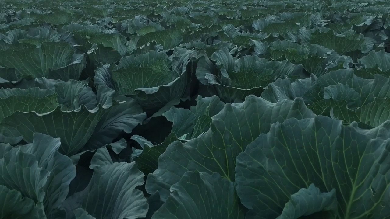 Dragon Vietnam - Cabbage Farm - YouTube