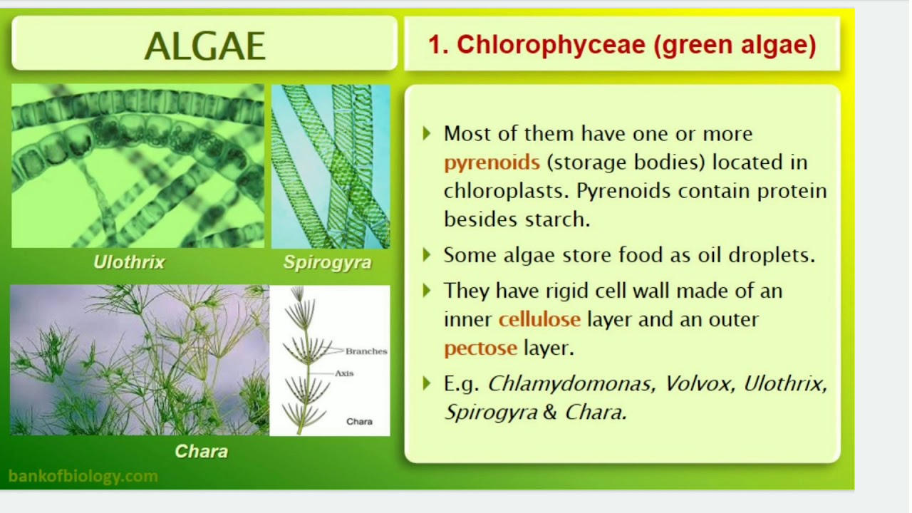 Plant kingdom: classification of algae part-2 - YouTube
