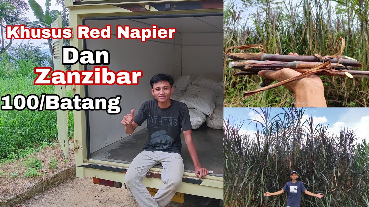 Promo, Khusus Bibit Rumput Zanzibar dan Red Napier 100/batang - YouTube