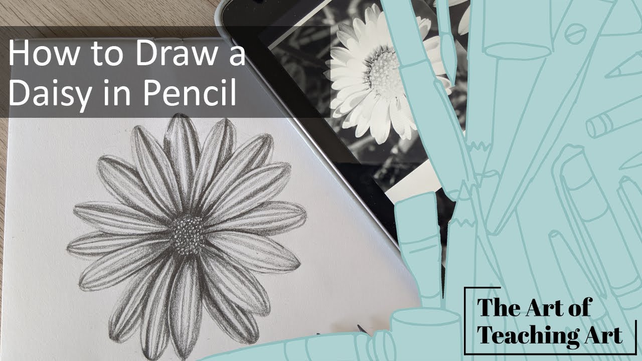 How to Draw a Daisy in Pencil- Observational Drawing - YouTube