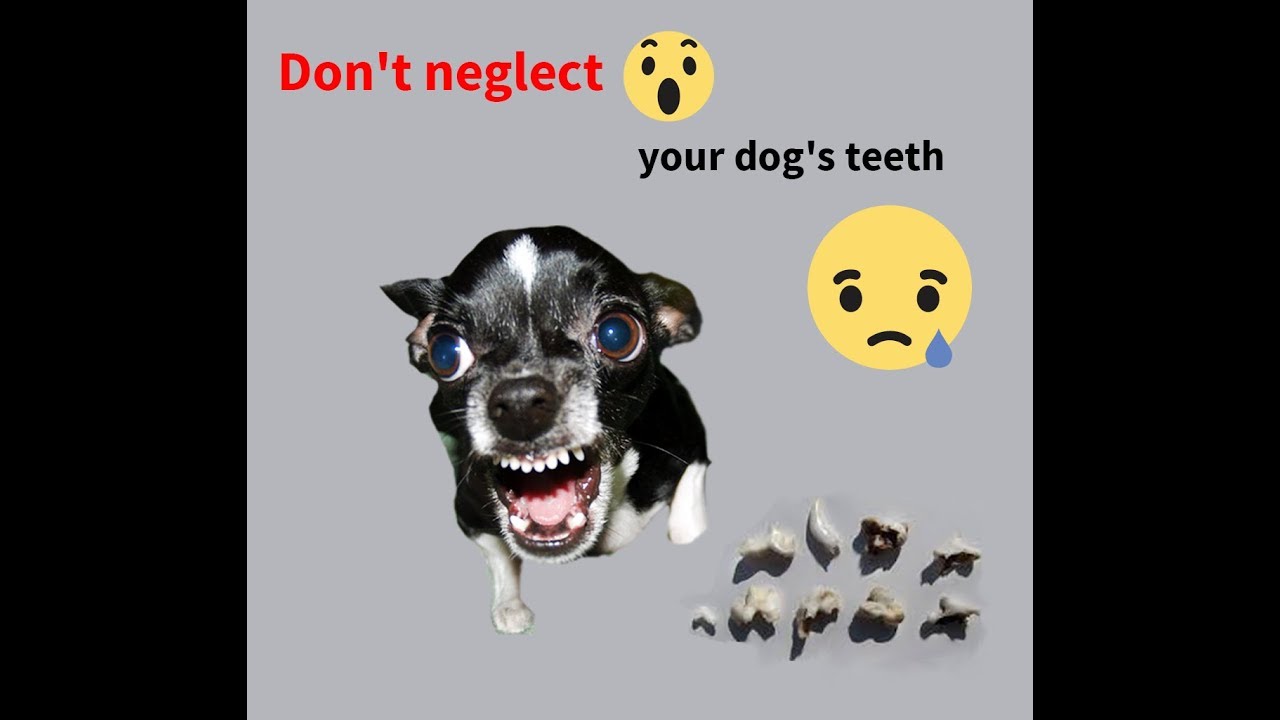 Don't neglect your dog's teeth, or this will be the result!!! - YouTube