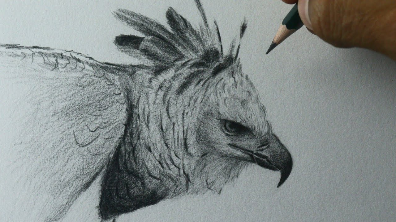 Como desenhar uma Águia Harpia - YouTube