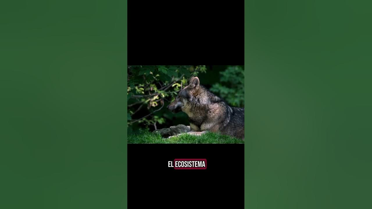 Datos curiosos sobre los lobos parte 2 - YouTube