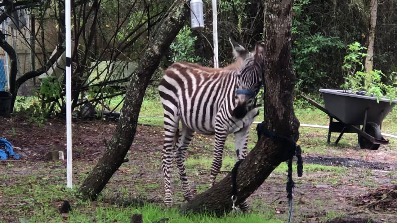 Zebra Scratching pole - YouTube