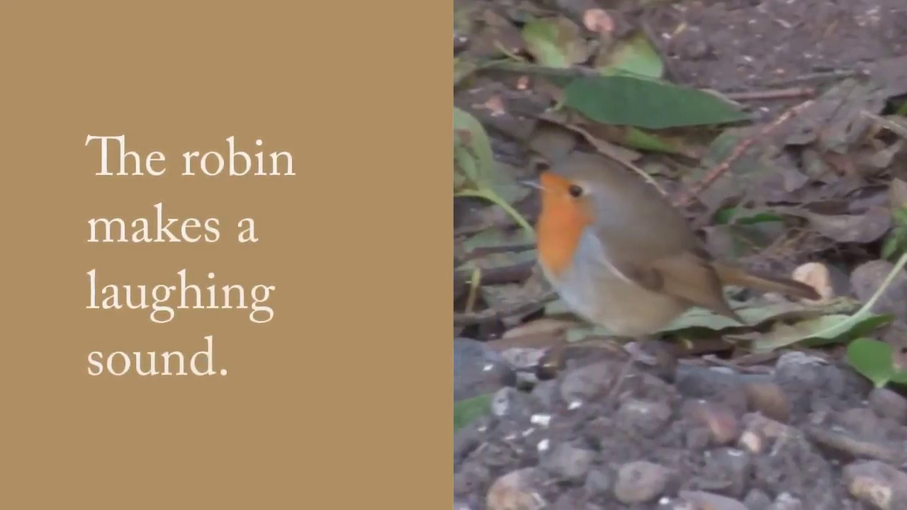 "The Robin Makes a Laughing Sound" by Sallie Wolf - YouTube