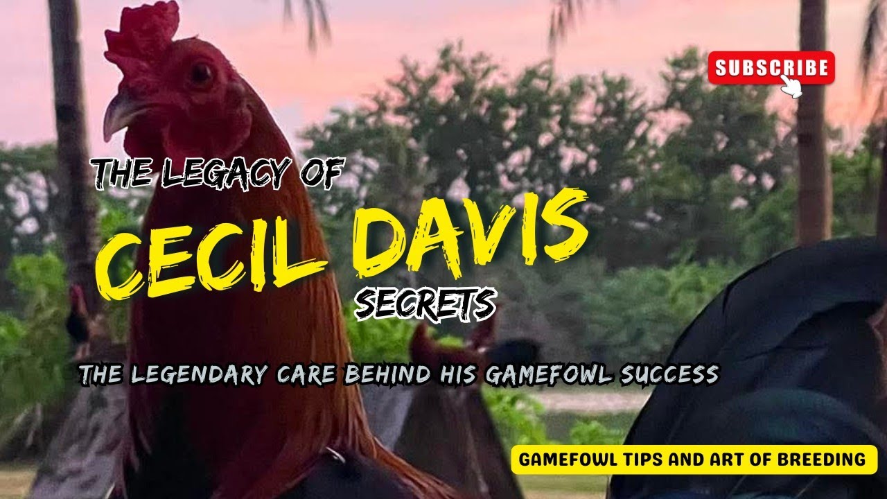 Cecil Davis Secrets – The Legendary Care Behind His Gamefowl Success ...