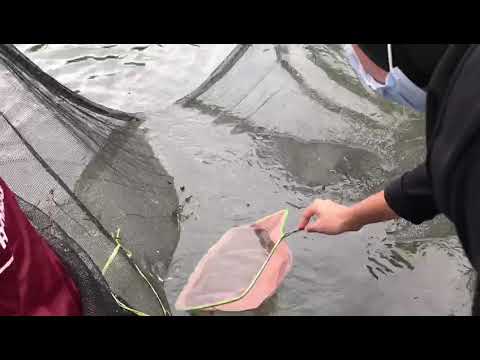 Menangkap ikan Oryzias celebensis - YouTube