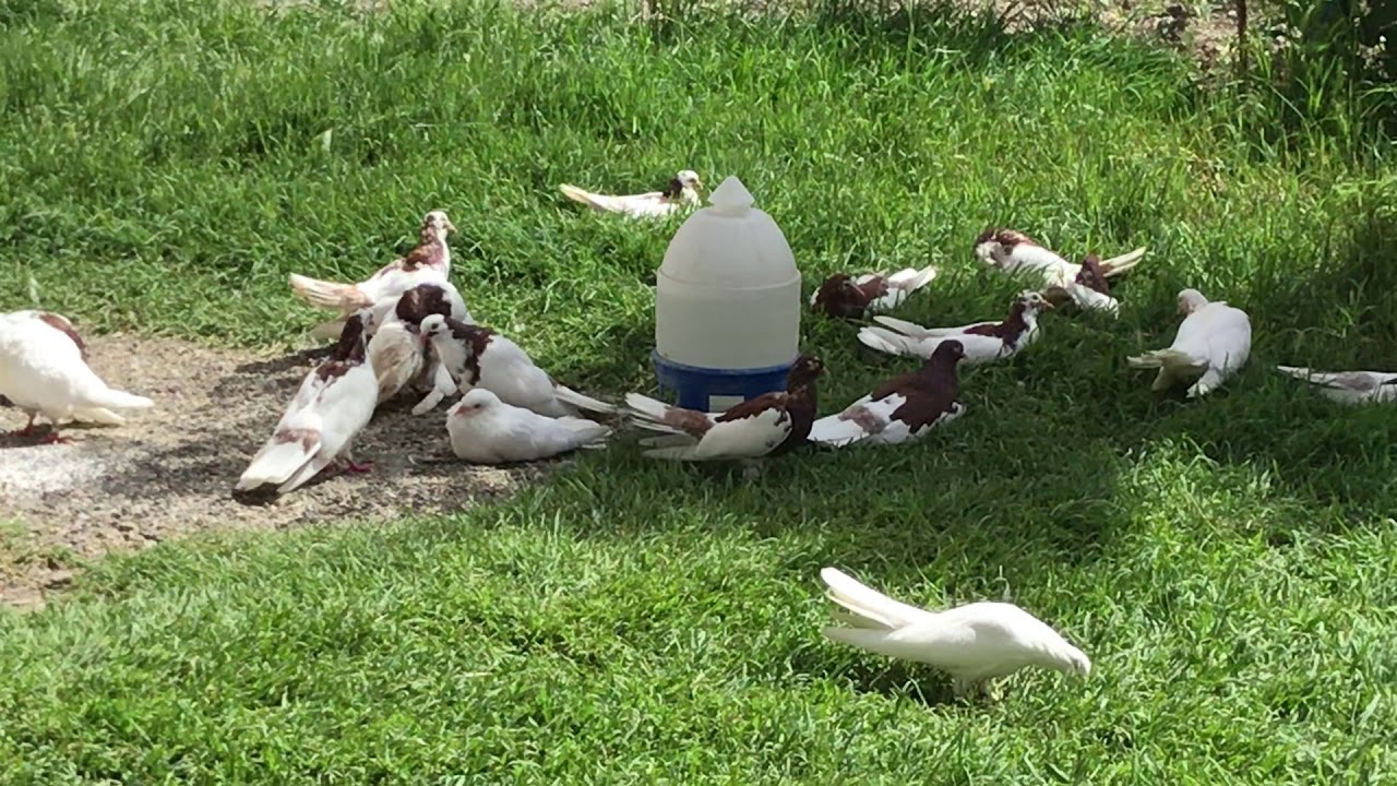 Balli Elbasani Tani 3 - YouTube