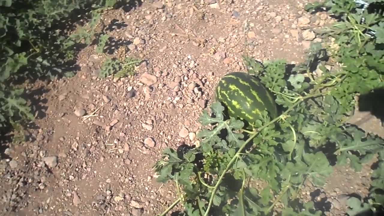 fertilizante blue 76 en sandia con 1 mes de trasplante - YouTube