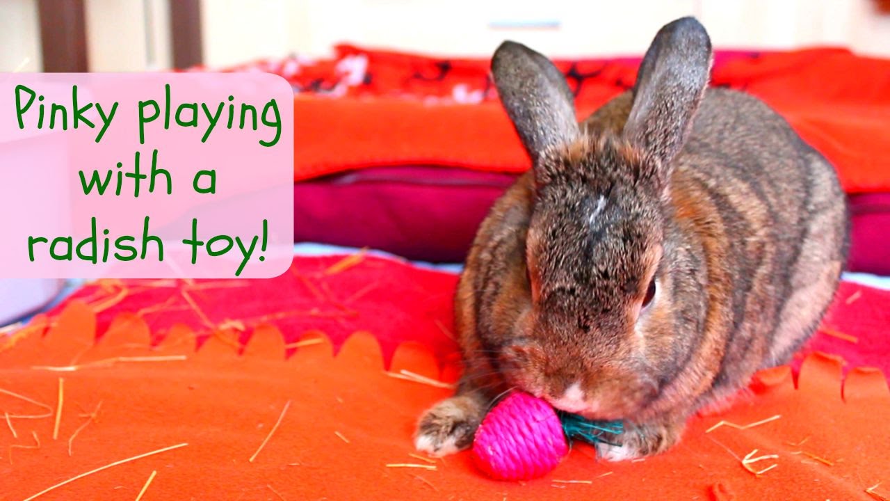 Pinky the bunny, playing with a radish toy - YouTube
