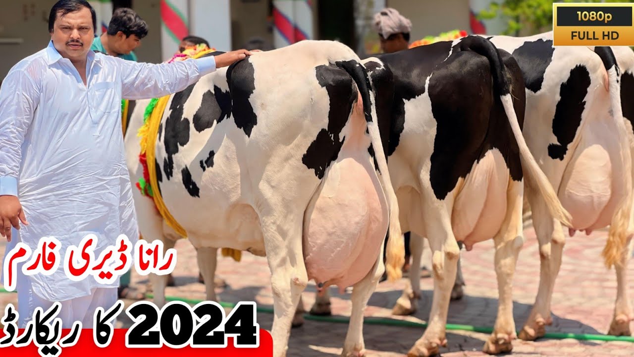 50+ Milking cows in punjab - HF cows - Friesian cows - Best cows in ...
