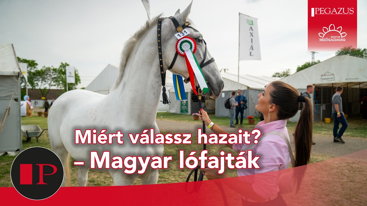 Miért válassz hazait? - Magyar lófajták | Pegazus Online Magazin - YouTube