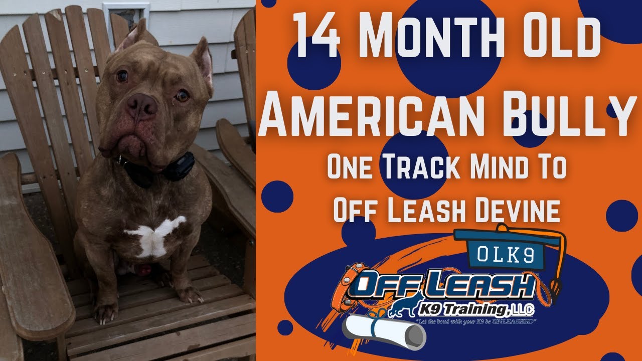 St Louis Dog Trainers - 14 Month Old American Bully One Track Mind To Off Leash Devine - YouTube
