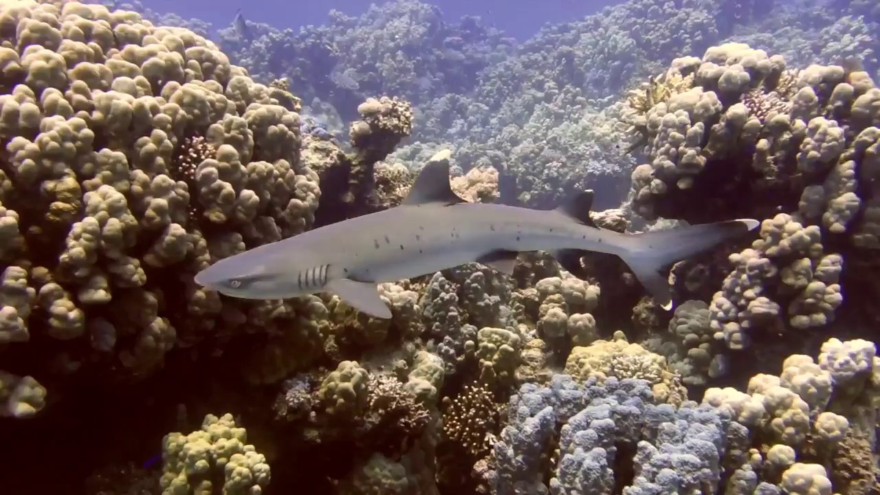 Neugieriger Weißspitzen Riffhai - YouTube