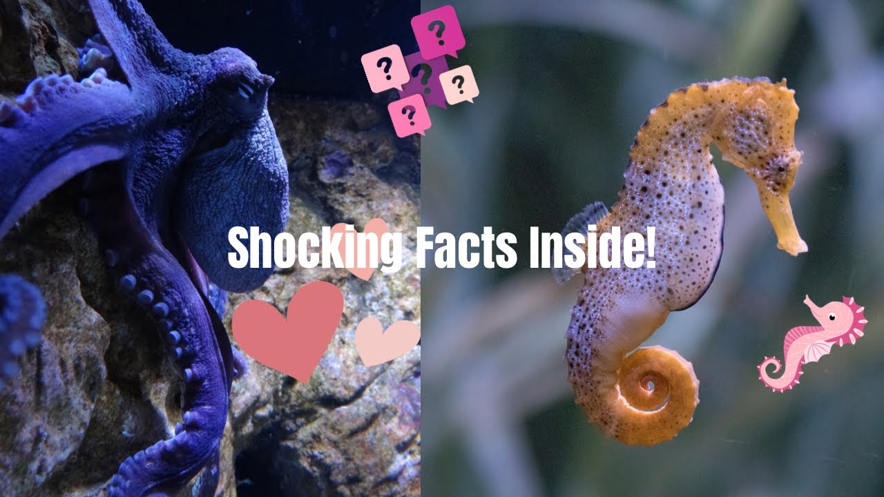 10 Insane Animal Facts You Won’t Believe! @Growarms20 - YouTube