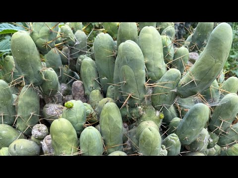 How to propagate TBM CACTUS - YouTube