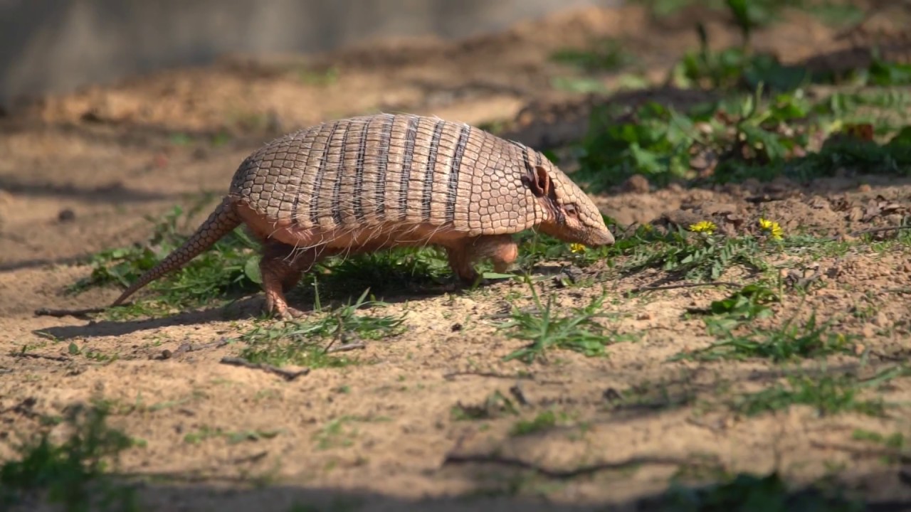 armadillo 4x slow motion run - YouTube