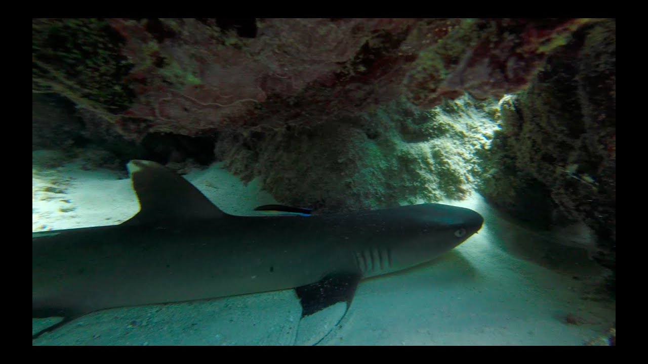 Northern Queensland Adventure | Part 3: Great Barrier Reef | It's Wild ...