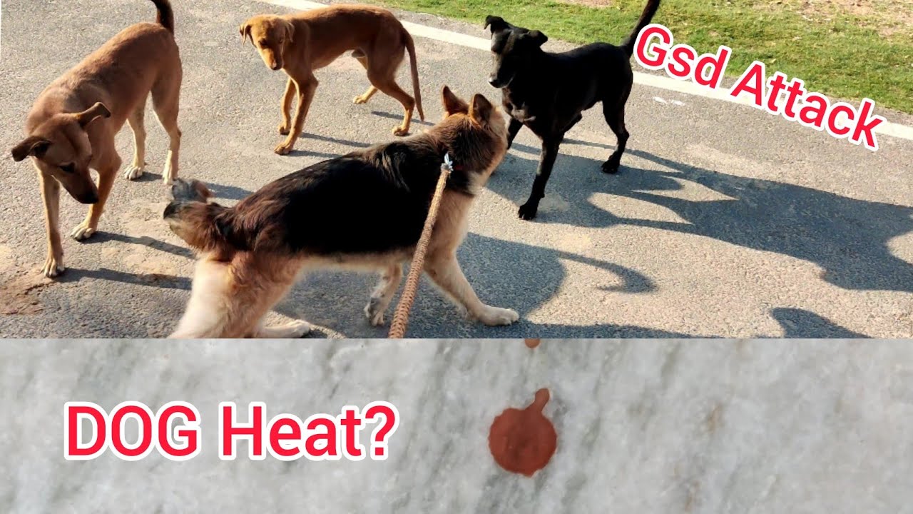 German Shepherd Dog Heat?| April On Heat | German Shepherd vs street ...