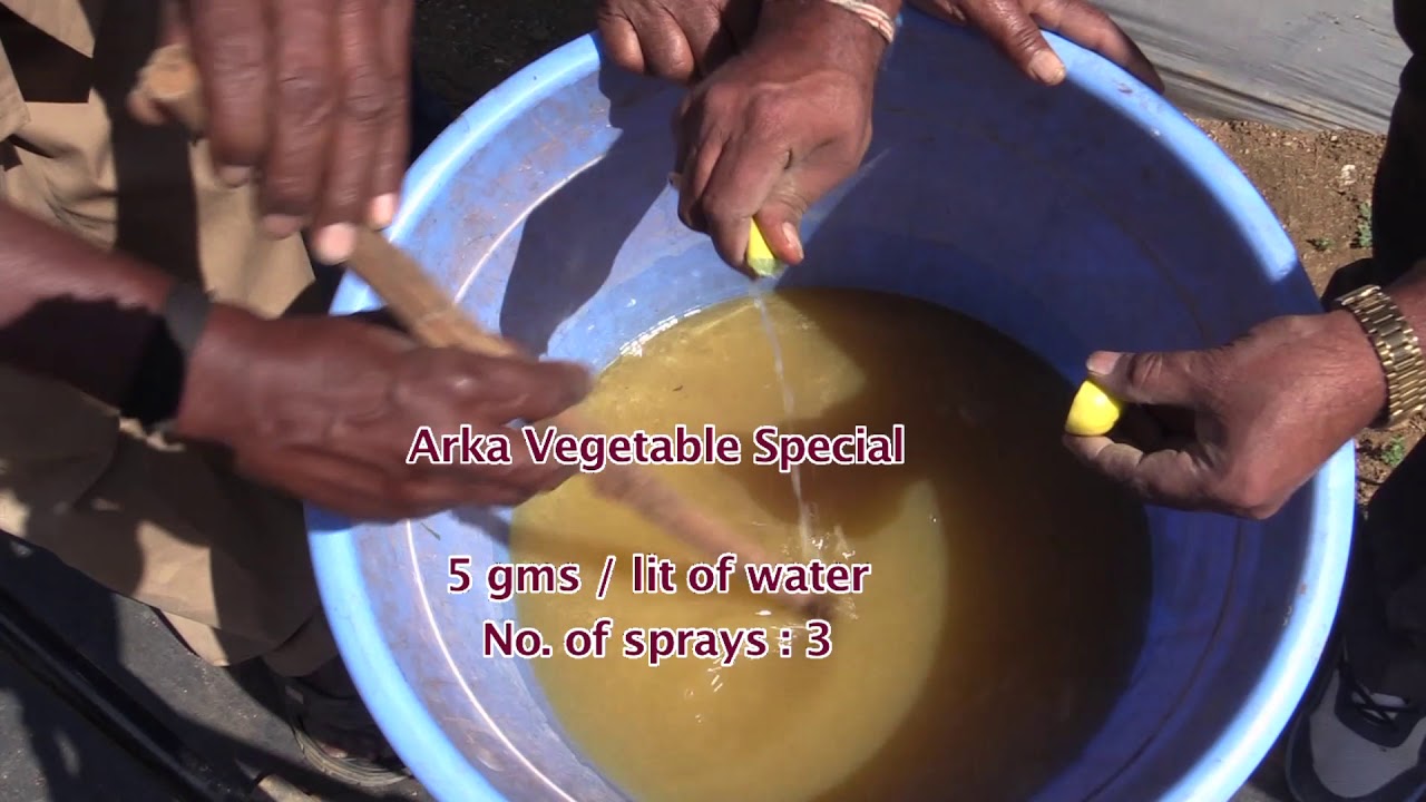 ARKA -KALYAN: ICAR-IIHR HIGH YIELDING VARIETY AND PRODUCTION ...