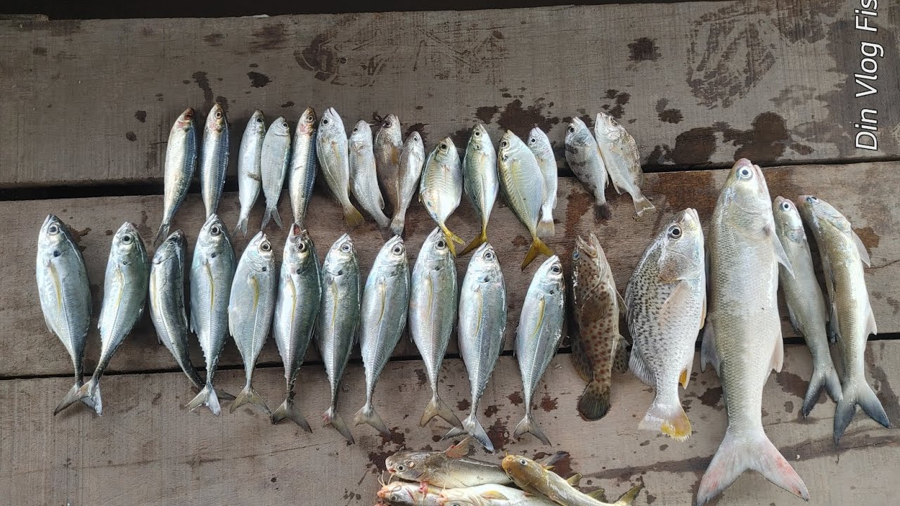 Mancing Cari Jenahak Eh Lain Pulak Yang Dapat || VLOG MANCING - YouTube