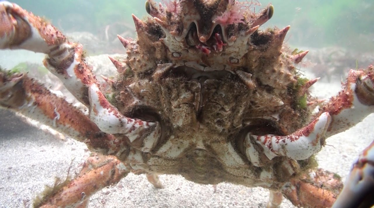 Angry Crab - YouTube