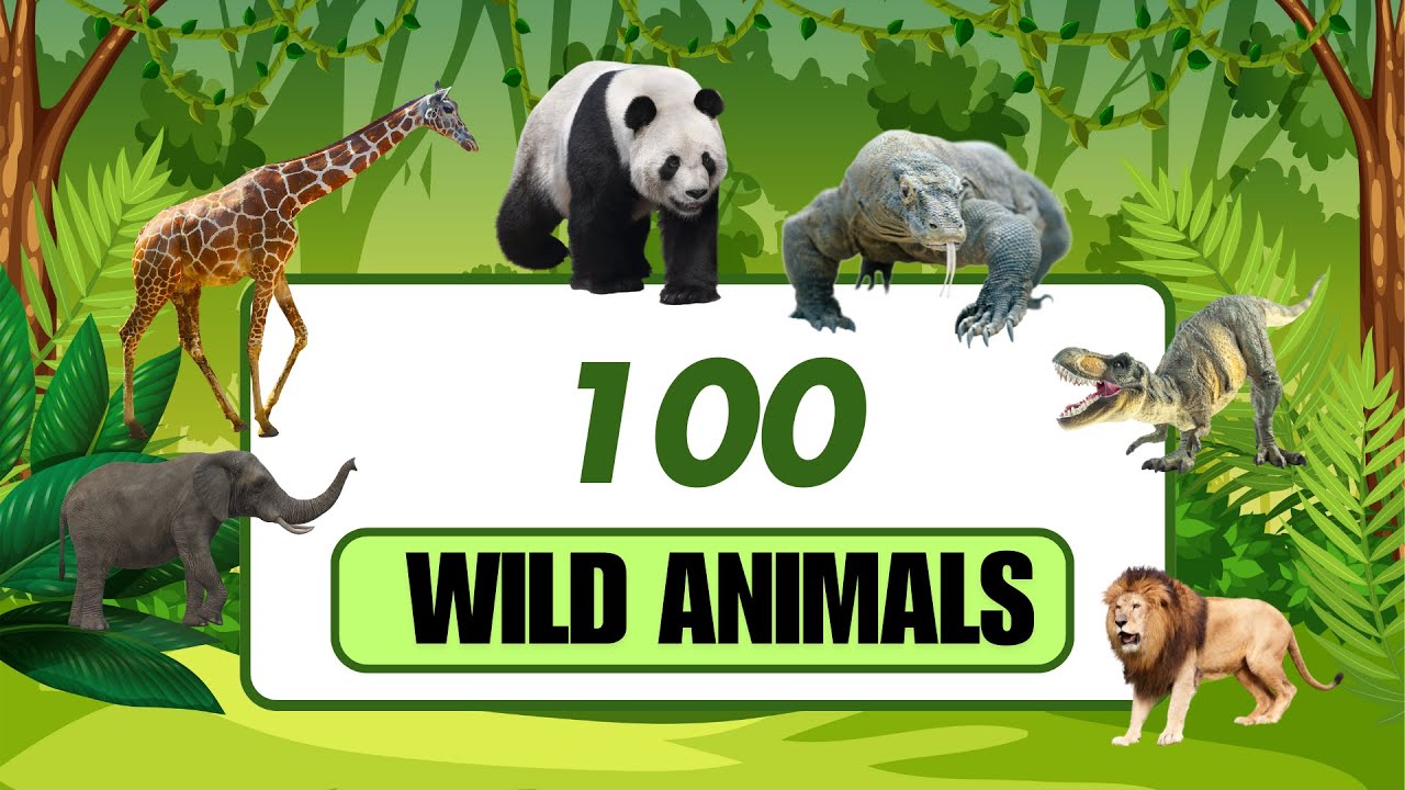 Wild Animals Vocabulary ll 100 Wild Animals Name In English With ...