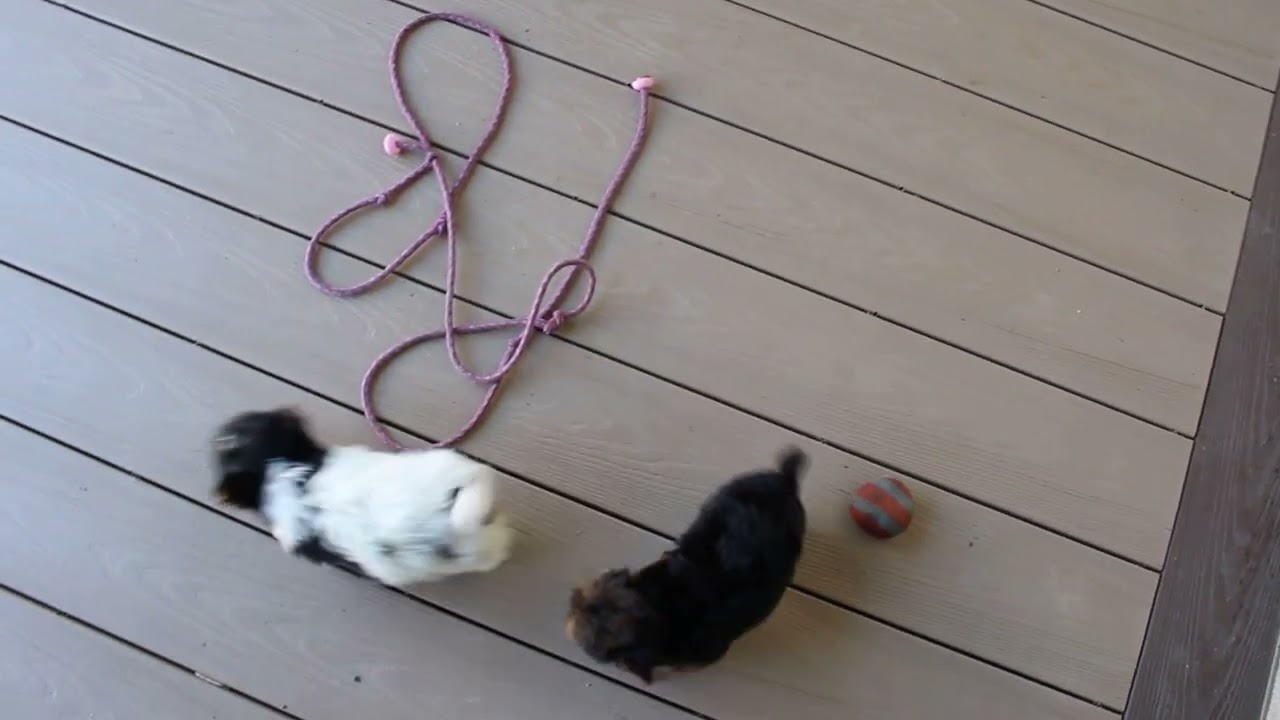 Yorkshire Terrier Puppies For Sale David Beiler - YouTube