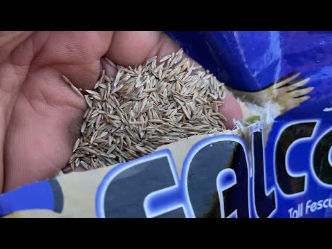 Falcons Turf Type Tall Fescue - YouTube