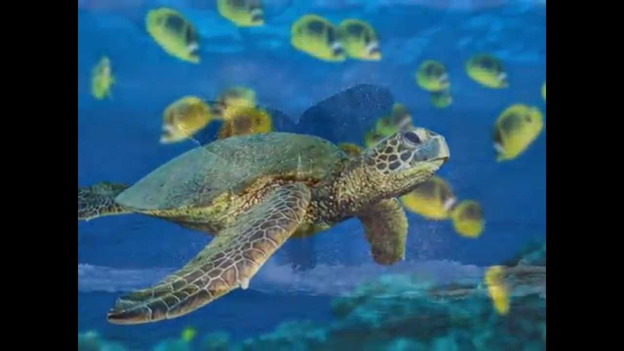 To Calm And Relax YouTube to-calm-and-relax-youtube