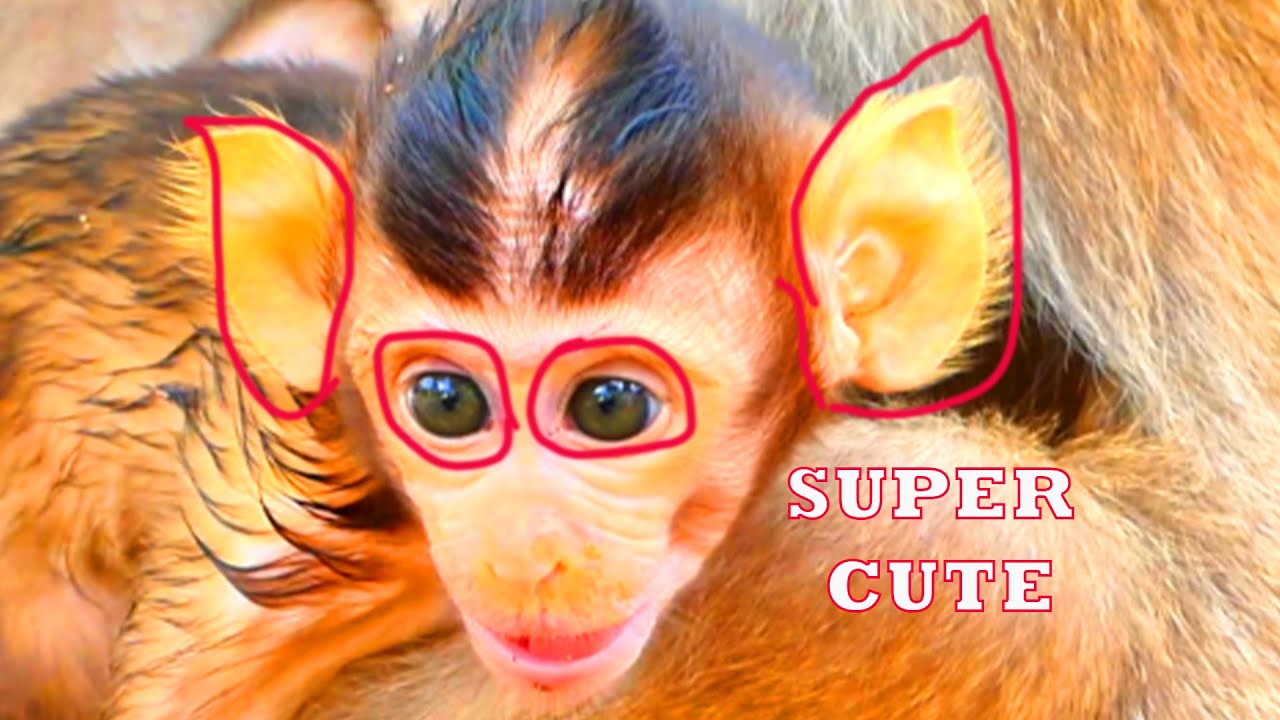 Thousands Super-Cute Huge Ears Baby .! Looking So Good and Funny Baby ...