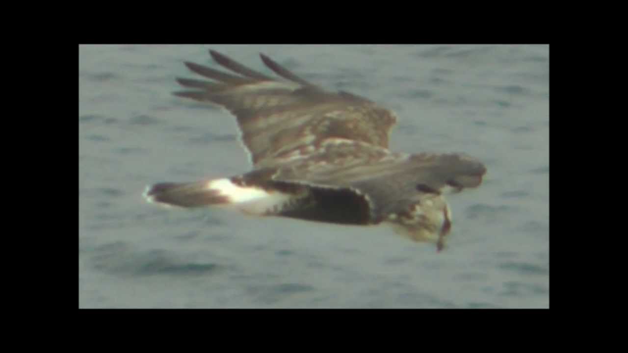 Hawk hovering in the wind. - YouTube