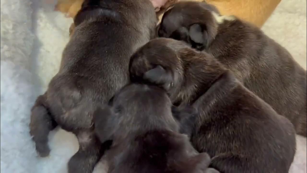 Kaigan Kennels Movie Monday 2-20-2023 Jiff - YouTube