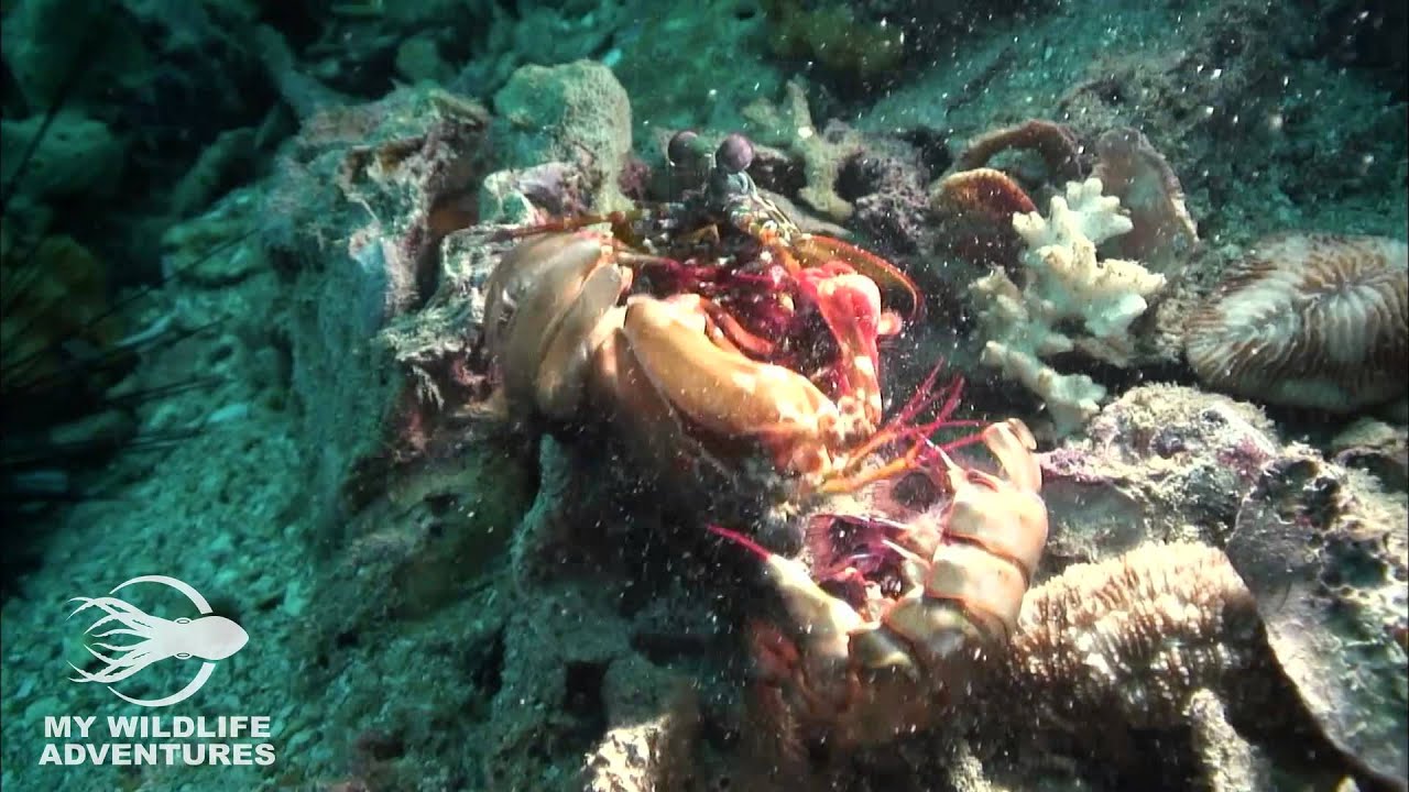 Little Champion Fighters - Mantis Shrimp - YouTube