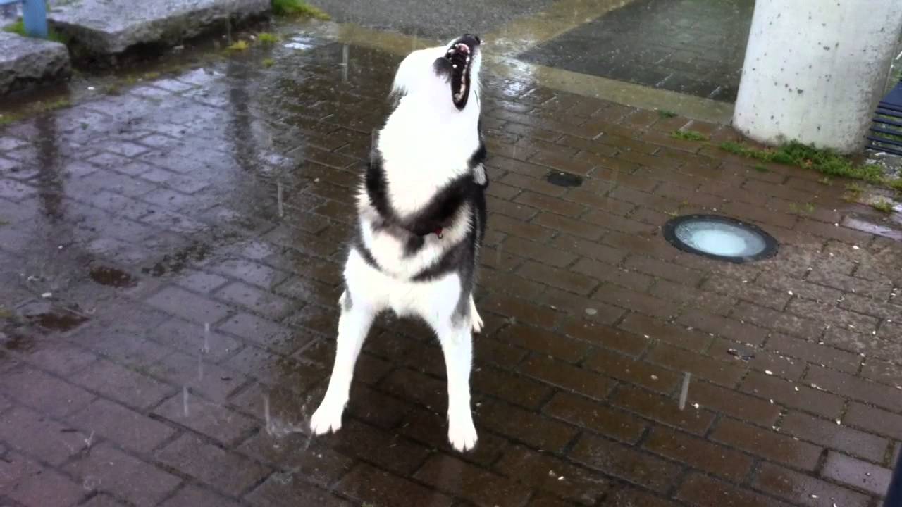our husky Alaska is playing with rain) - YouTube