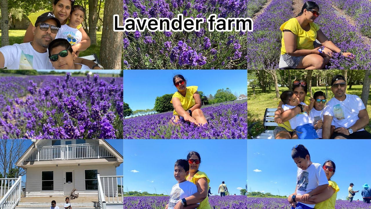 The calming beauty of lavender : farm tour ‘’ - YouTube