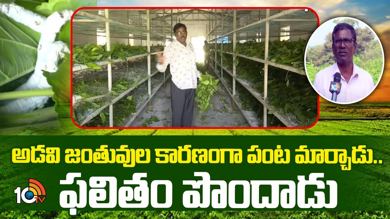Pattu Purugu Pempakam | Mulberry Cultivation | అడవి జంతువుల కారణంగా పంట ...
