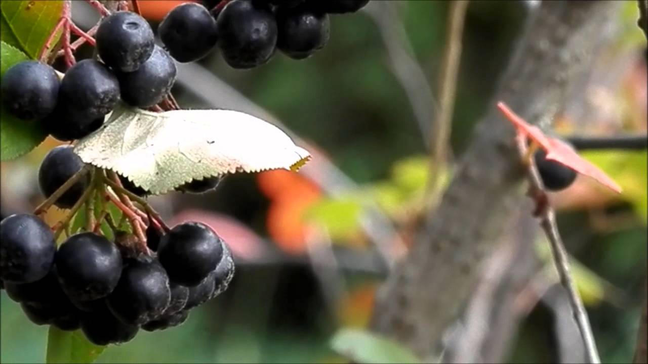 Olympus SZ-14 Video Autofocus Test
