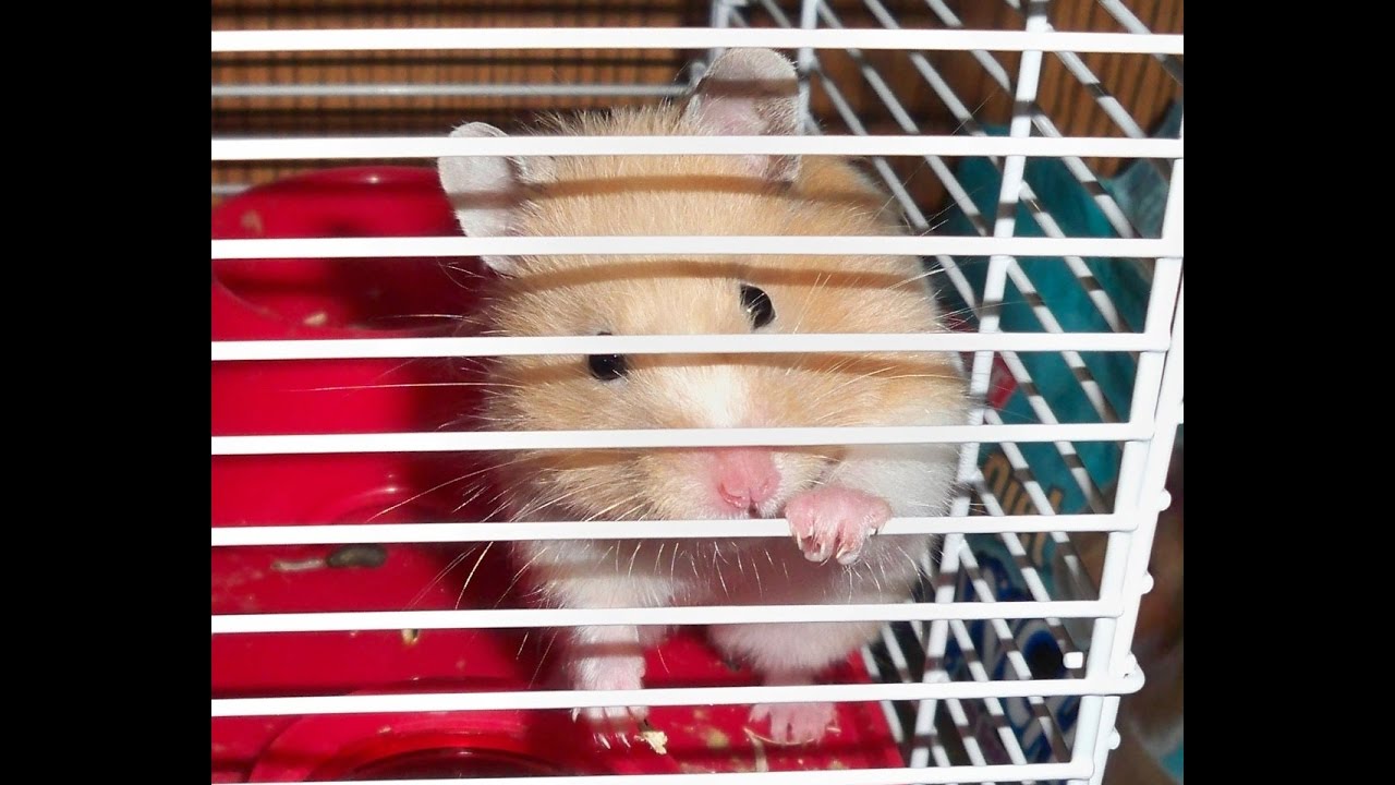 How to Catch a Mouse - YouTube