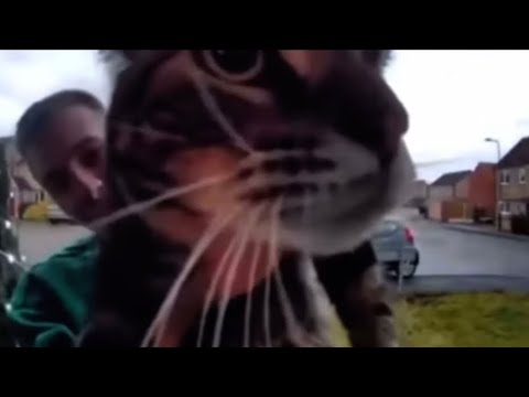 Cat meows at door camera - YouTube