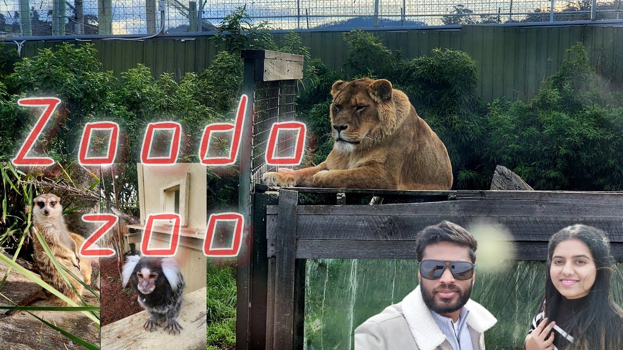 Travel to Zoodo Zoo - YouTube