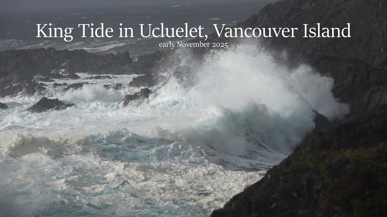 King Tides, Big Waves at Ucluelet, Vancouver Island - November 2025 ...