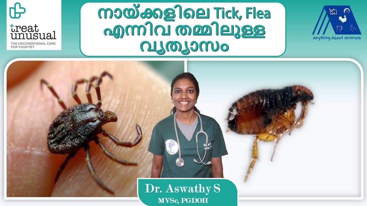 Difference between Tick (Chellu) and Fleas by Dr. Aswathy, Treat ...