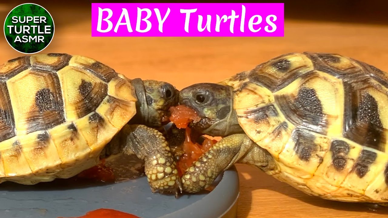 Baby Turtles eating Watermelon 🐢 Tortoise ASMR - YouTube