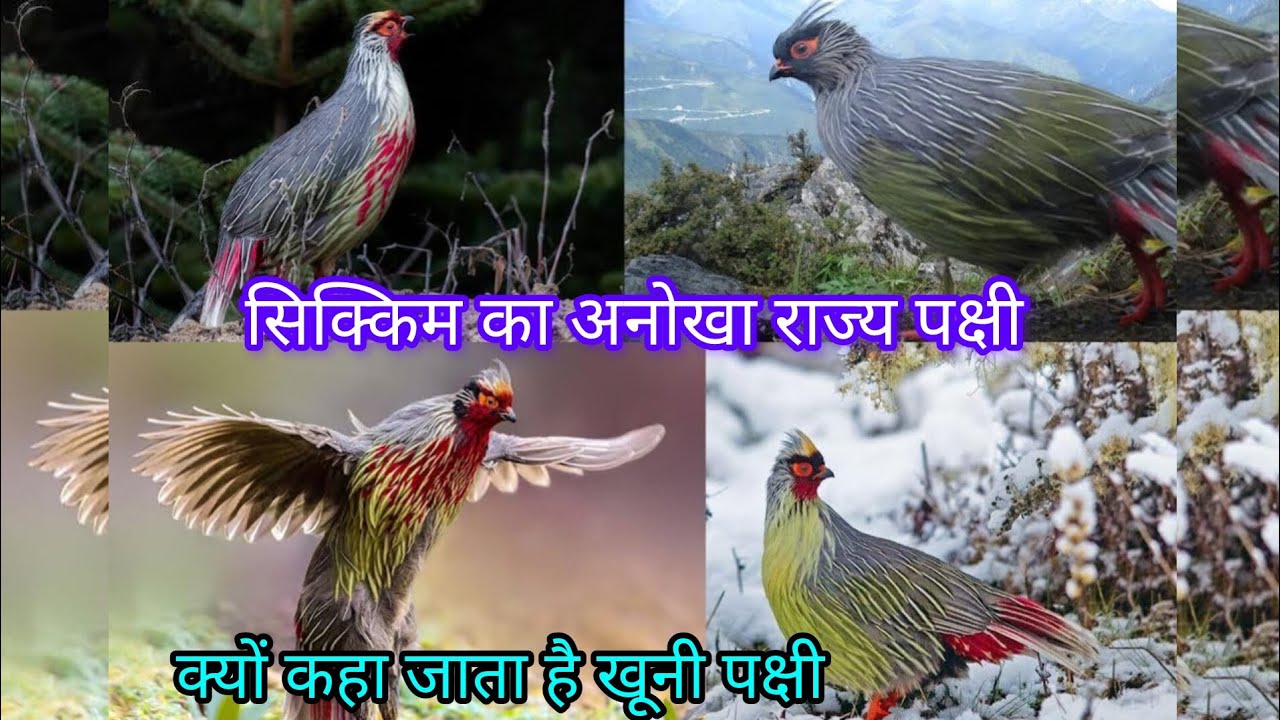 Sikkim ka rajya pakshi kaun hai | sikkim ke rajya pakshi ki jankari ...