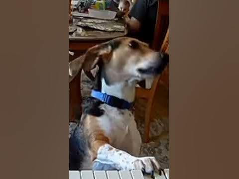 собака играет на фортепиано - YouTube