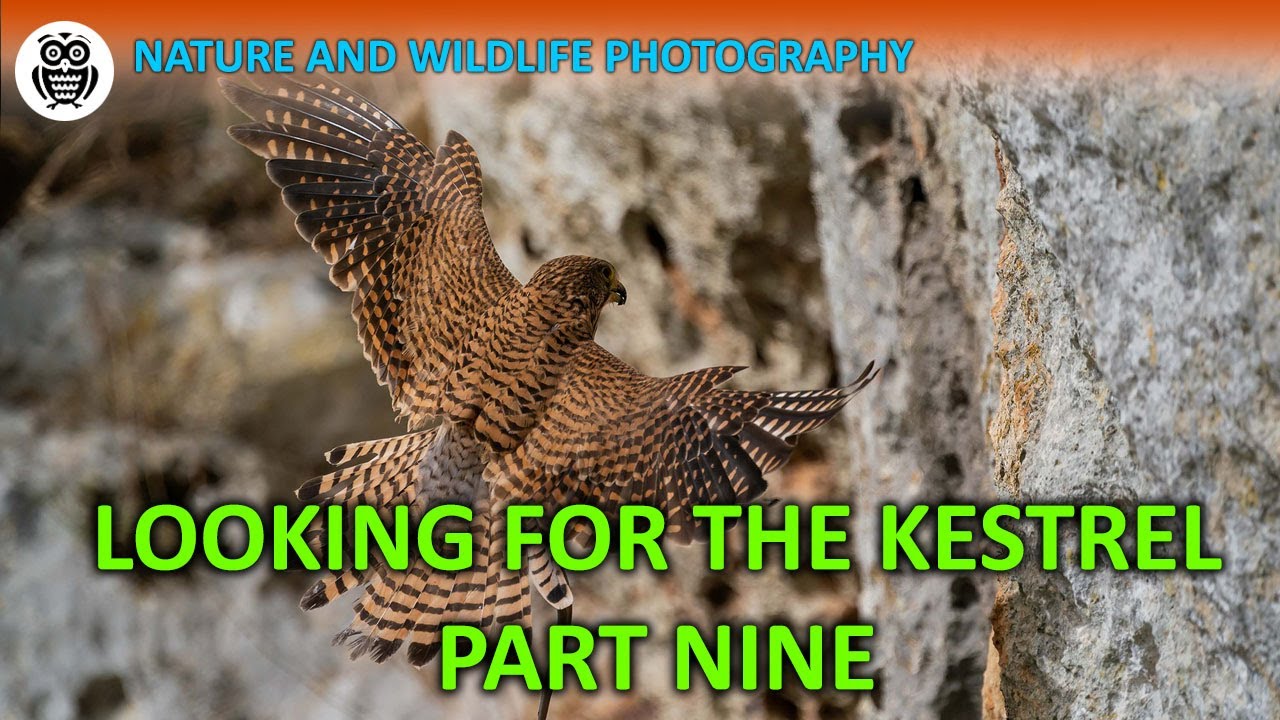 Looking for the KESTREL - part nine. HOW TO PHOTOGRAPH the common ...