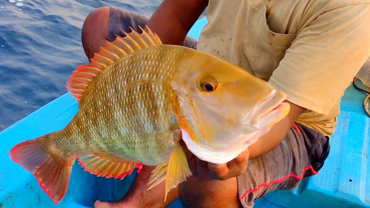 Lethrinidae Fish & Crescent grunter Catching in deep sea - YouTube