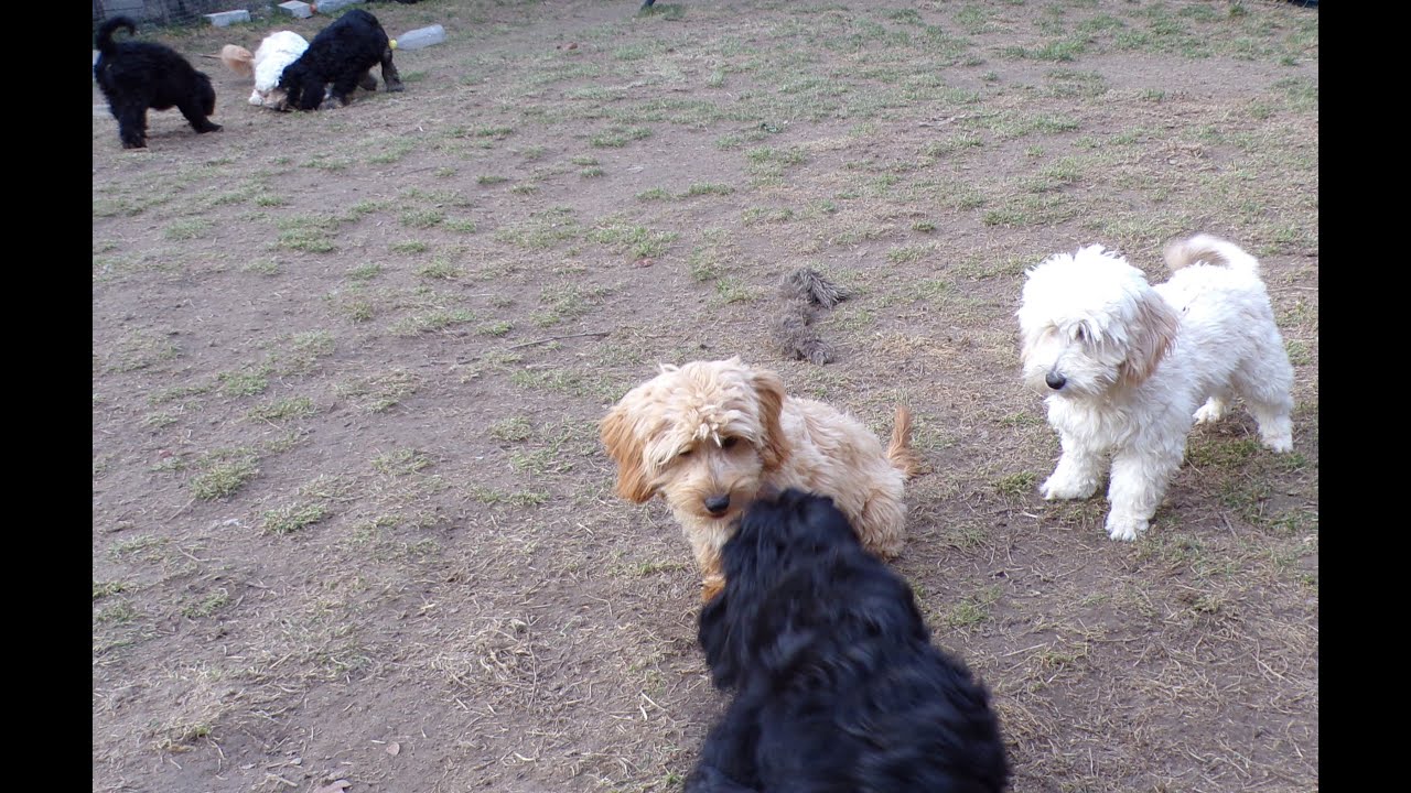 Cocker spaniel/ pudel, Cockapoo F1, miot A, B i C razem w ogródku - YouTube