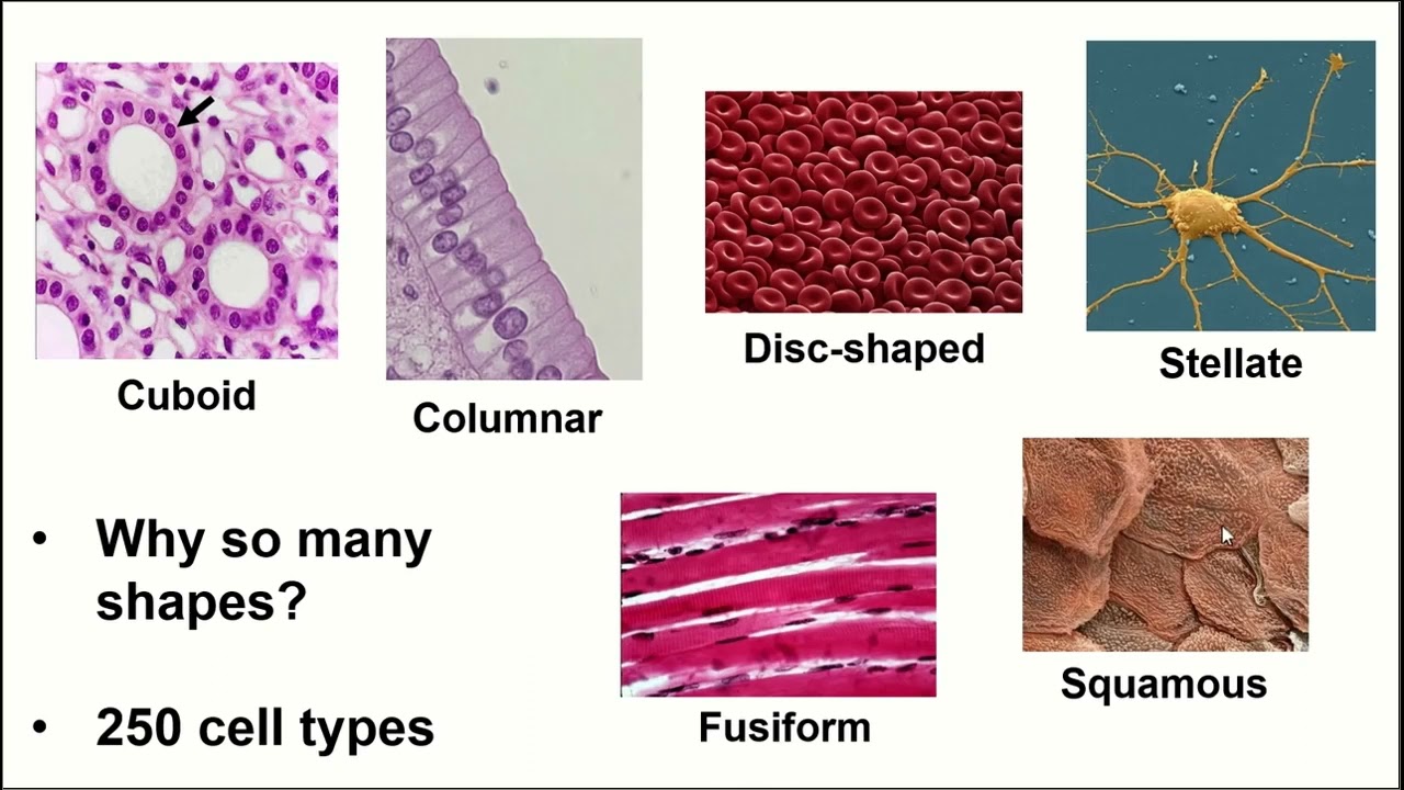 BIO 168 Module 2 - Cells The Living Units - YouTube